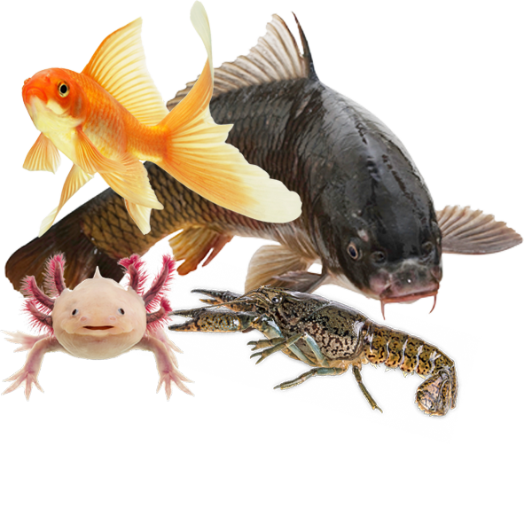 Aquariumdieren - Animall-in